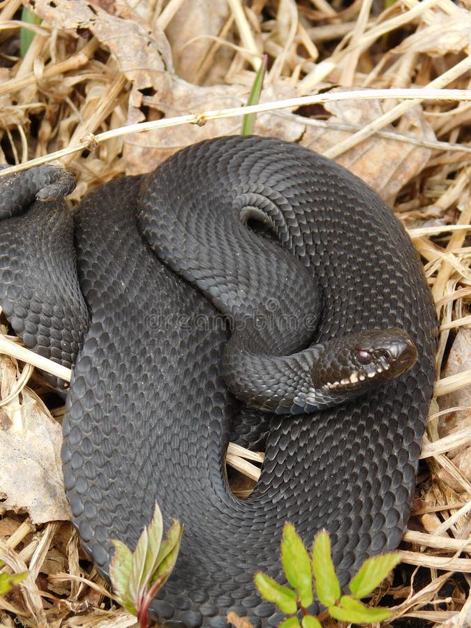 Black viper stock image. Image of reptilian, scales, black - 1372293