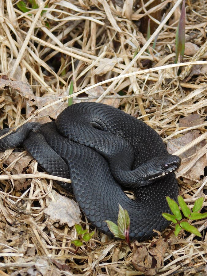 Black Viper stock photo. Image of snake, viper, plants - 91992394