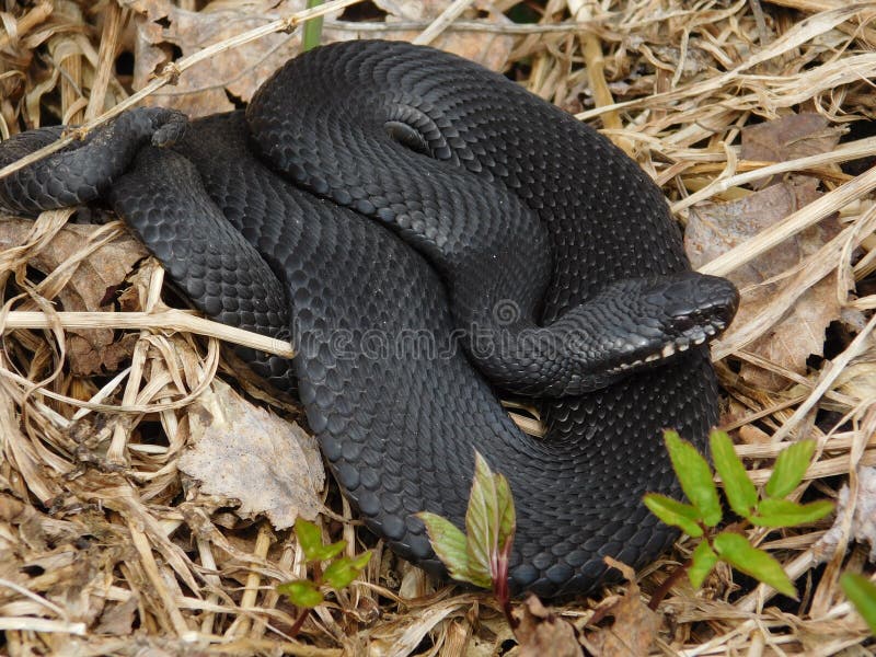Black Viper stock photo. Image of black, leningrad, russia - 91992396