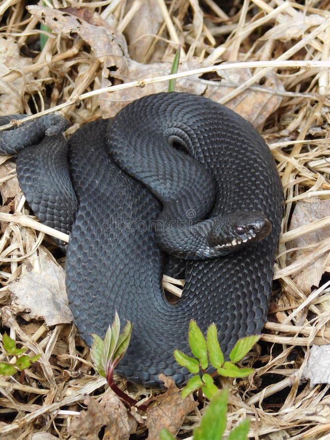 Black Viper stock image. Image of plants, trees, snake - 91992397