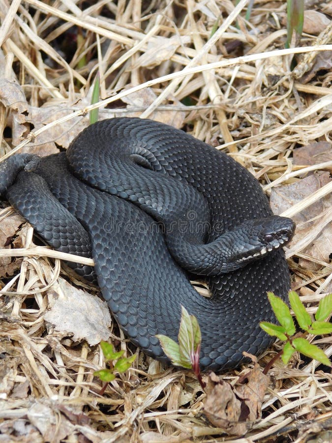 Black Viper Swimming on River Stock Image - Image of color, travel ...