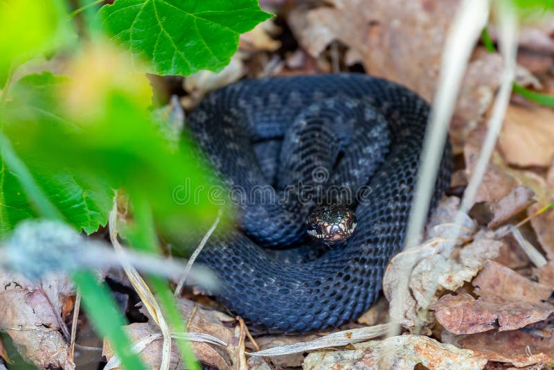 Black Viper Snake on a Wood Stock Image - Image of desert, angry: 210855159