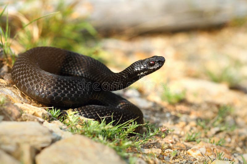 Black viper on path stock image. Image of czech, venomous - 59867097