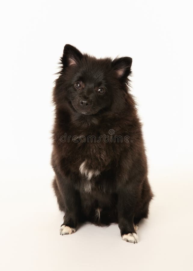 Black volpino italiano stock image. Image of cute, sitting - 36658711