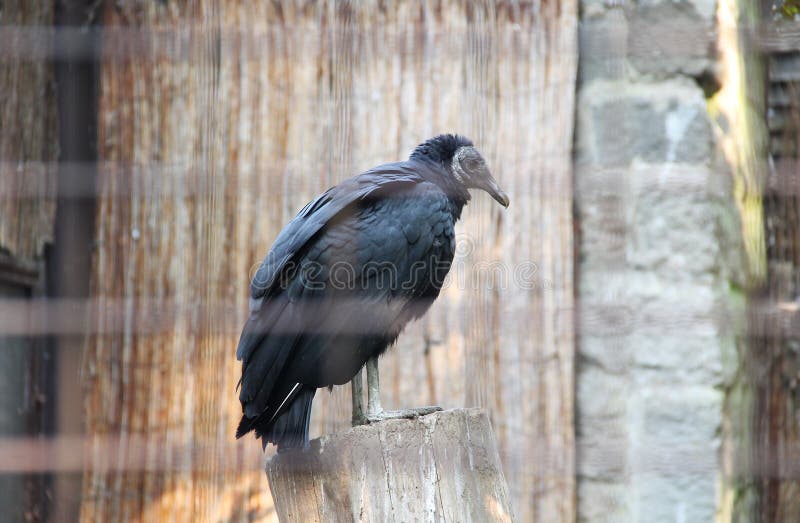Black Vulture in the Aviary Stock Photo - Image of avifauna, wildlife ...