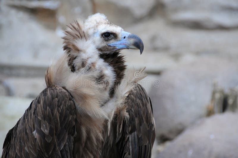 Eurasian Black Vulture Next To Human