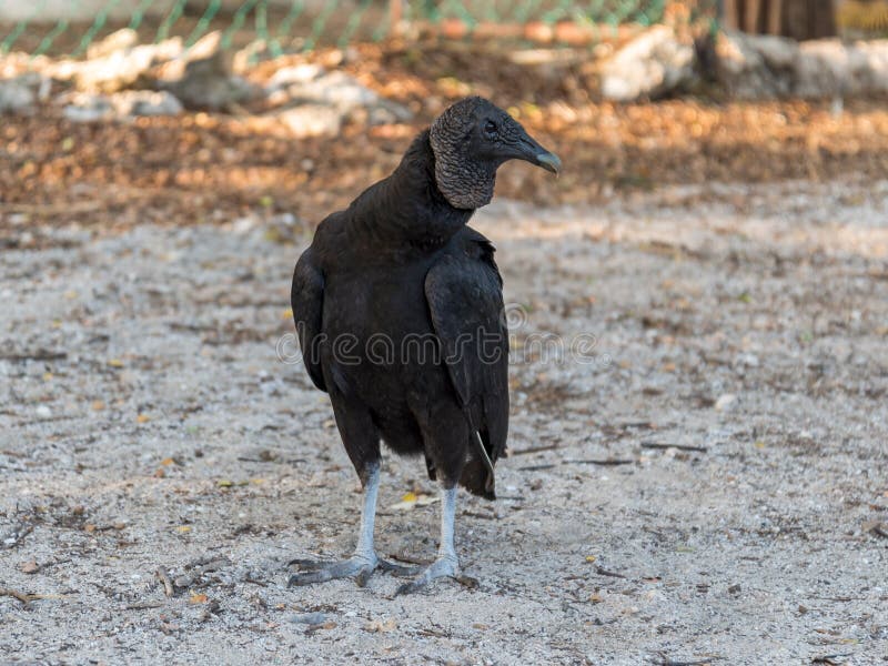 Black vulture in Mexico stock image. Image of bird, world - 239464777