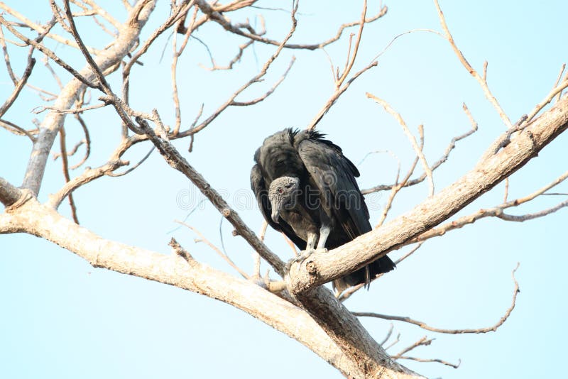 Black Vulture Coragyps Atratus Stock Image - Image of nature, pose ...