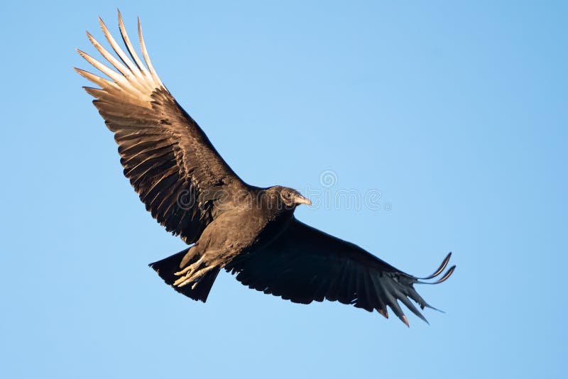 Black Vulture stock image. Image of looking, center - 267862667