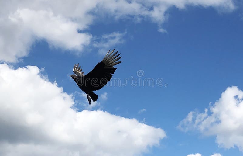 Black Vulture Flying in the Sky Looking for Something. Stock Photo ...