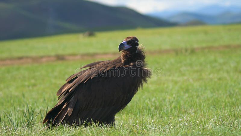 Black Vulture on an Open Green Field Stock Image - Image of animal ...
