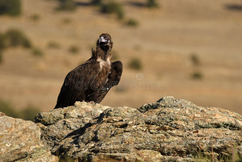 Black Vulture Rests on a Rock Stock Image - Image of griffon, imperial ...