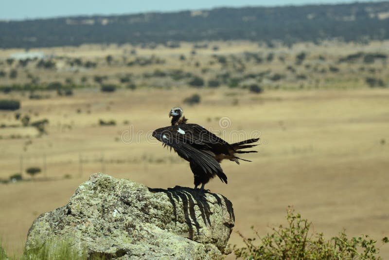 Black Vulture Rests on a Rock in the Field Stock Image - Image of birds ...