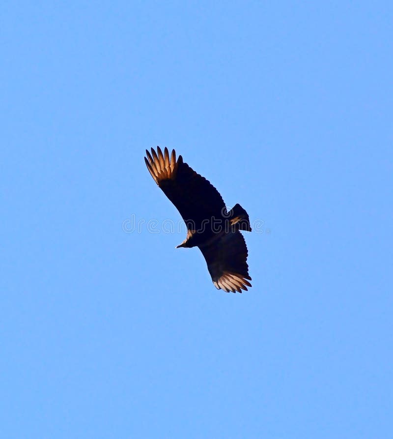 Black Vulture Soars stock photo. Image of blue, alabama - 66383930