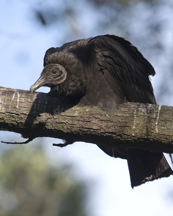 Black Vulture Stock Photos. Black Vulture Bird. Picture. Portrait ... Black Vulture Stock Photos. Black Vulture Bird. Picture. Portrait ...