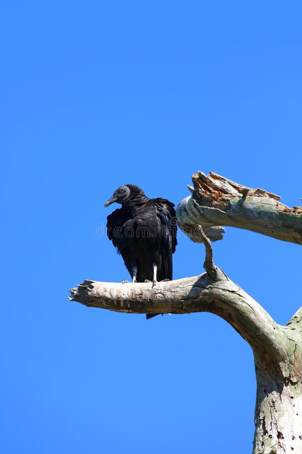 Black Vulture on the tree stock image. Image of park - 153137423