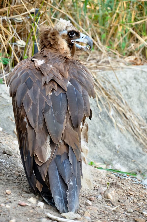 Vultures stock image. Image of bird, beak, safari, background - 22435839