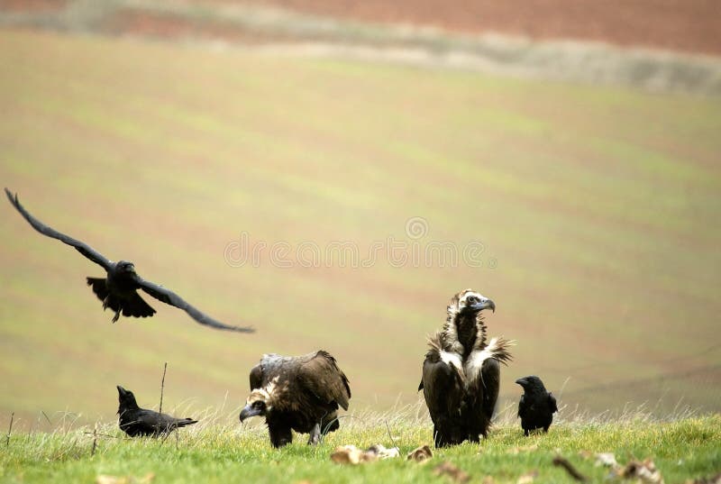Night owl stock photo. Image of bird, resting, profile - 21607654