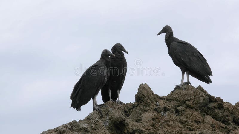 Black vultures on a cliff stock video. Video of andes - 161139839