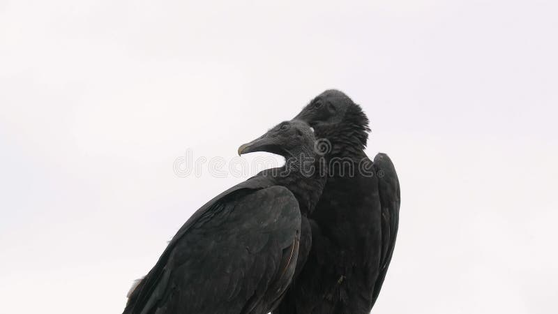 Black vultures on a cliff stock footage. Video of andes - 180499980