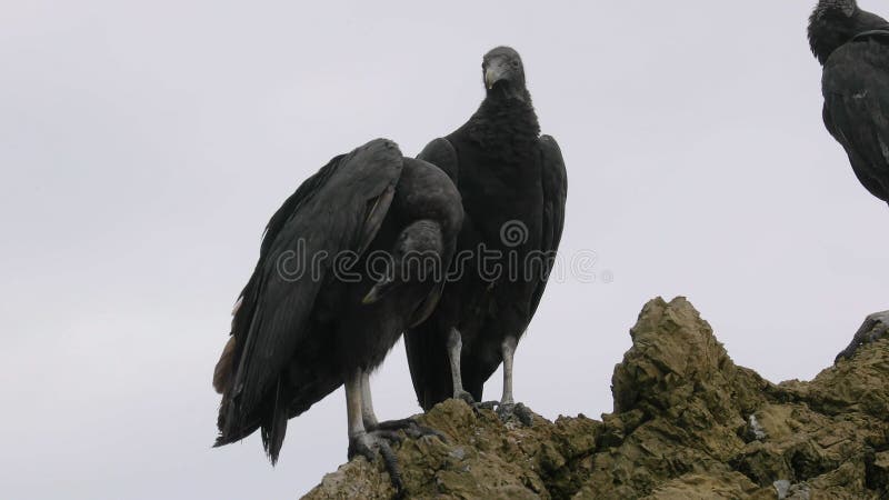 Black vultures on a cliff stock footage. Video of andes - 180499980