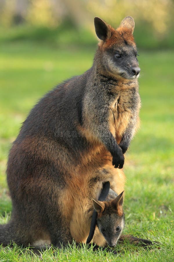 Black wallaby stock photo. Image of stinker, marsupial - 25898248