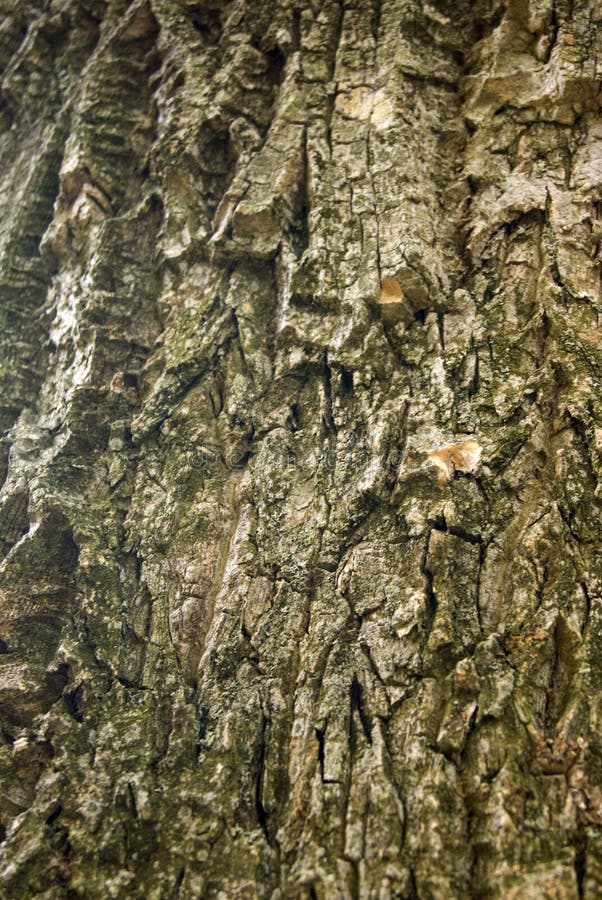 Closeup Of Black Walnut Bark Stock Image - Image of botany, tree: 24768957