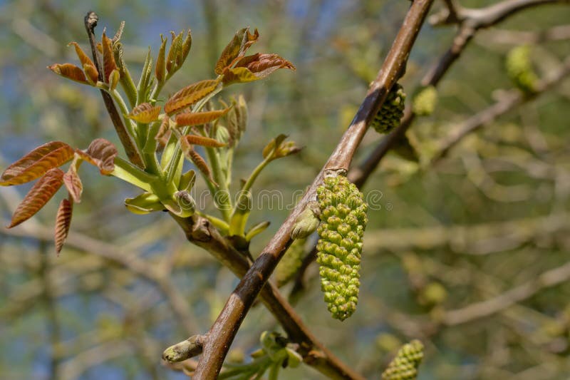 Walnut Tree Pollination Stock Photos - Free & Royalty-Free Stock Photos ...