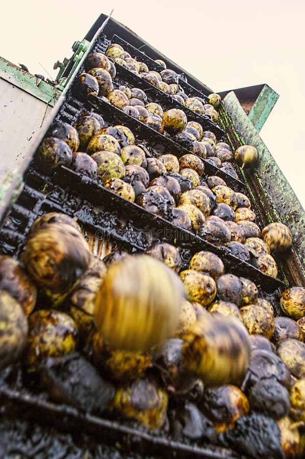 Black walnut harvest stock photo. Image of yellow, process - 45440896