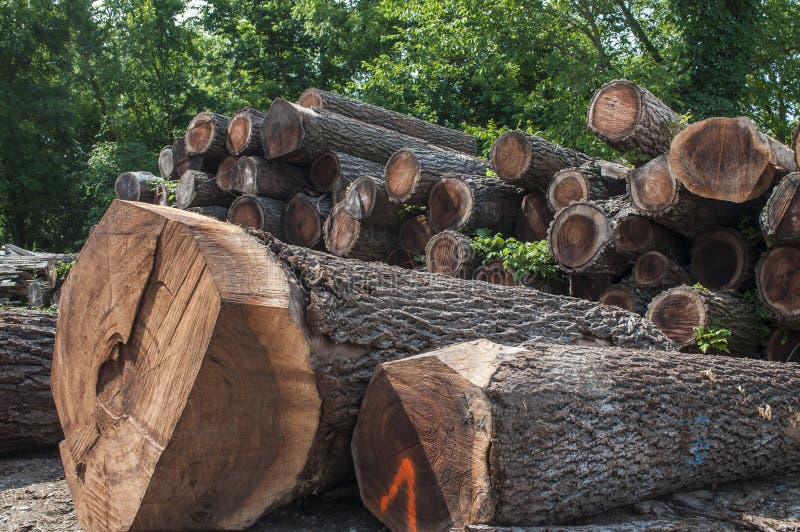 Black walnut saw logs stock image. Image of trunk, environment - 43153349