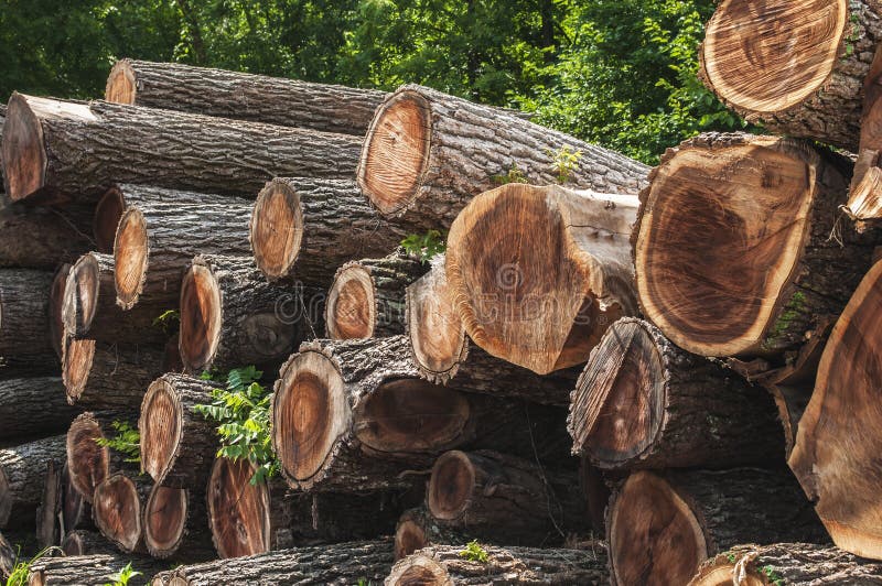 Black walnut saw logs stock image. Image of trunk, environment - 43153349