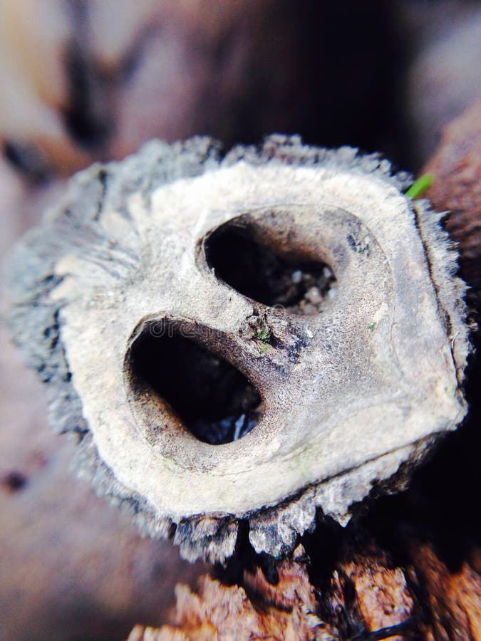 Black Walnut Shell stock photo. Image of open, empty - 39226404