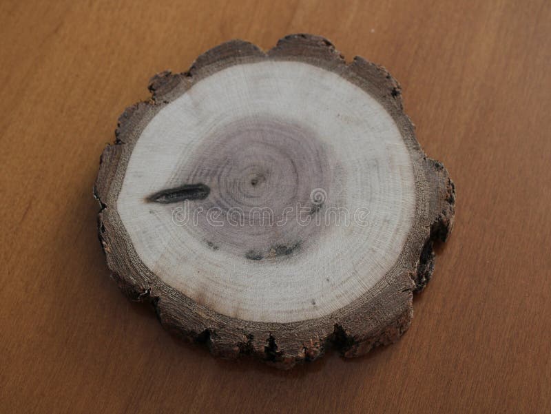 A Black Walnut Tree Branch Slice Stock Photo - Image of bark, live ...