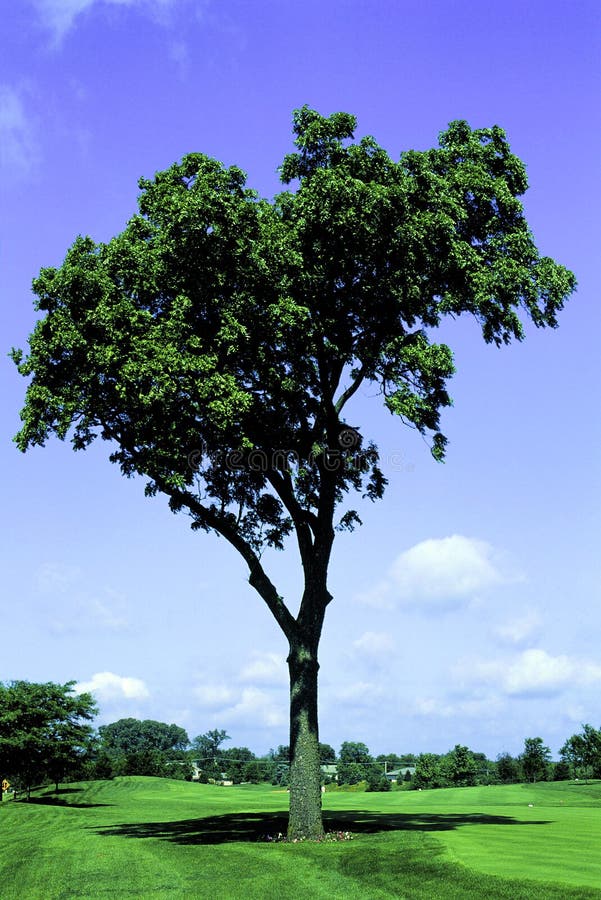 Black Walnut Tree 24582 stock image. Image of illinois - 199526815