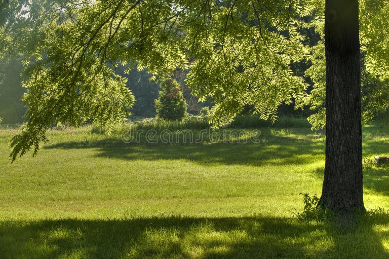 Black Walnut Tree Shade stock photo. Image of trunk, tree - 11141212