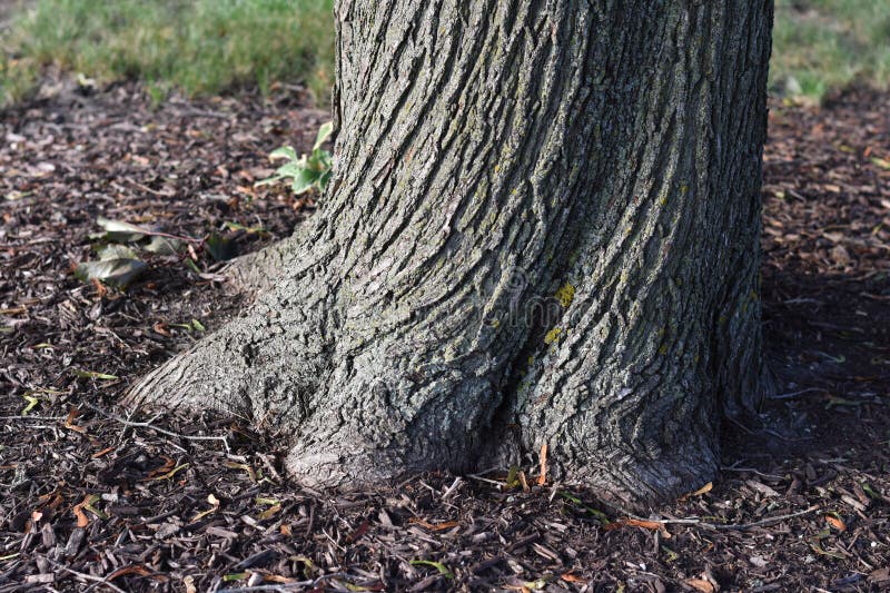 Black Walnut Tree Trunk Base with Mulch Around Roots Stock Image ...