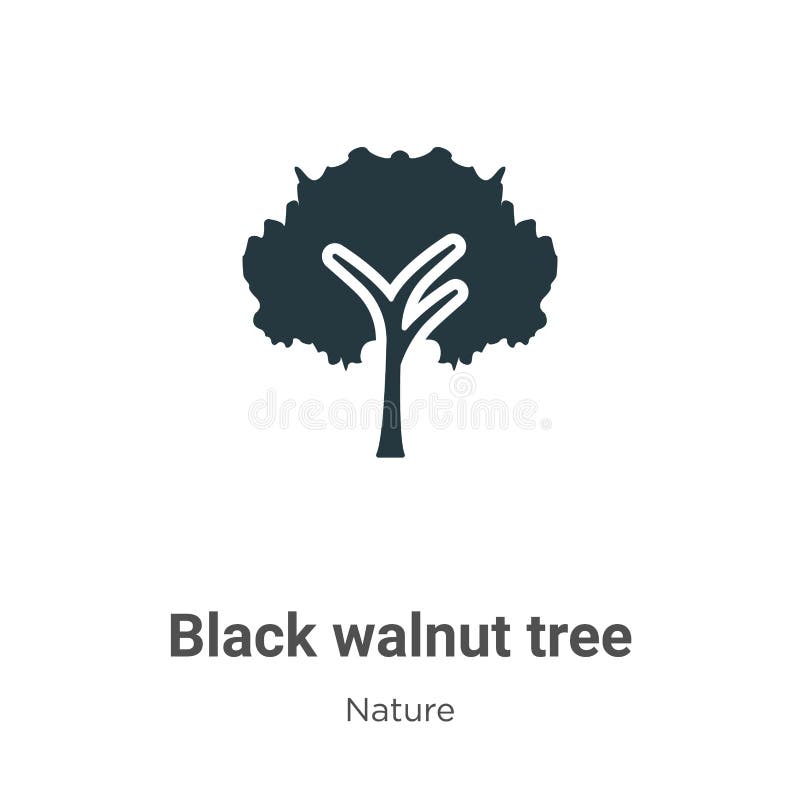Black Walnut Tree Icon Vector Sign and Symbol Isolated on White Stock ...
