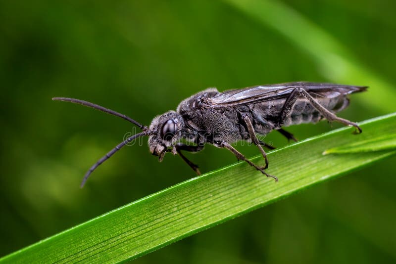 Black wasp stock photo. Image of herbal, picking, closeup - 23519462