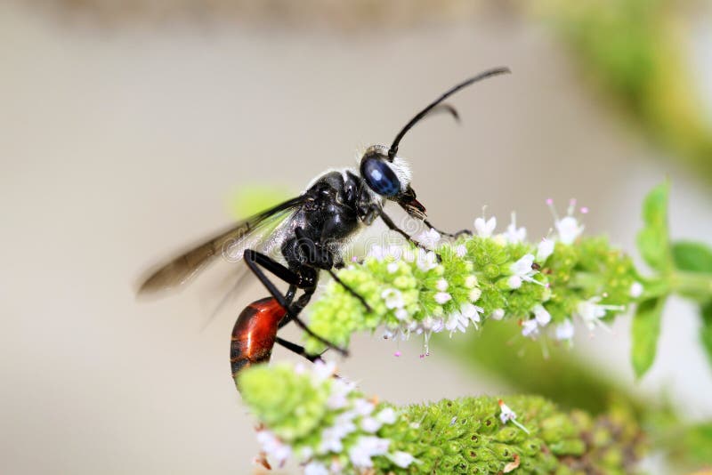 Black wasp stock image. Image of outdoor, sitting, danger - 26026963