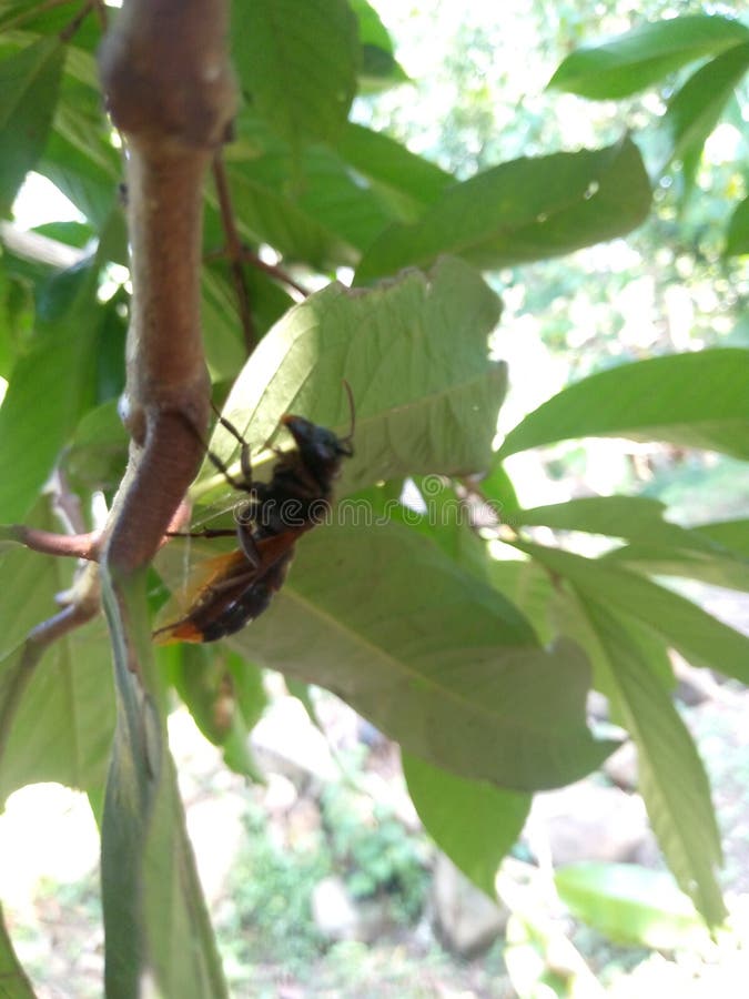 A Black Wasp that Perched on a Cherry Tree Stock Image - Image of ...