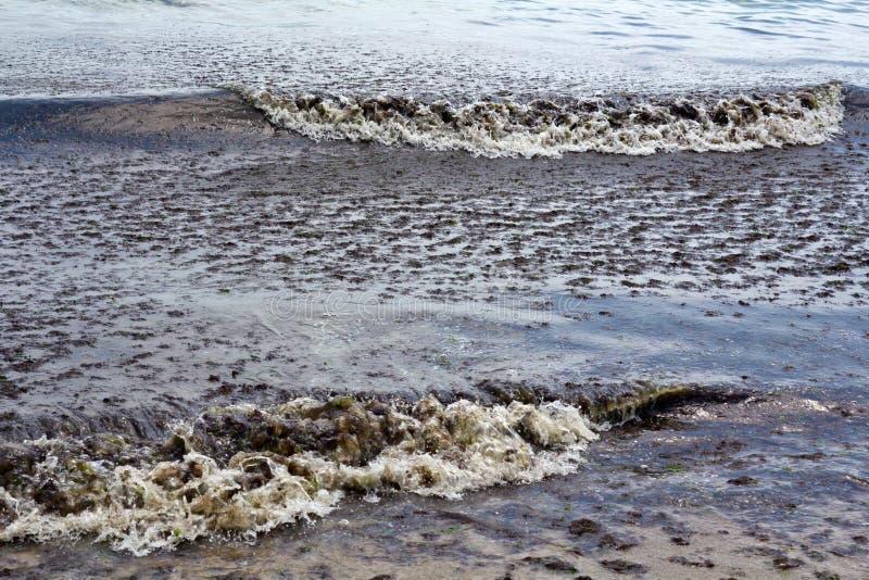 Black Sea stock image. Image of kelp, natural, bubbles - 23557533