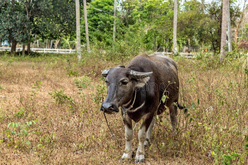 1,622 Carabao Stock Photos - Free & Royalty-Free Stock Photos from ...