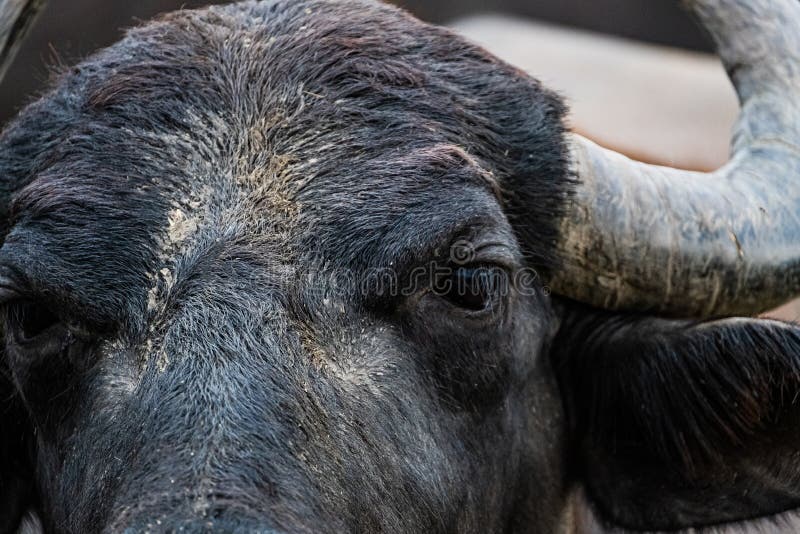 Close up of black buffalo stock image. Image of natural - 163319803
