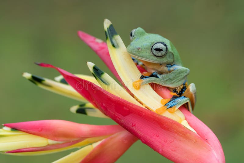 172 Black Webbed Tree Frog Stock Photos - Free & Royalty-Free Stock Photos from Dreamstime