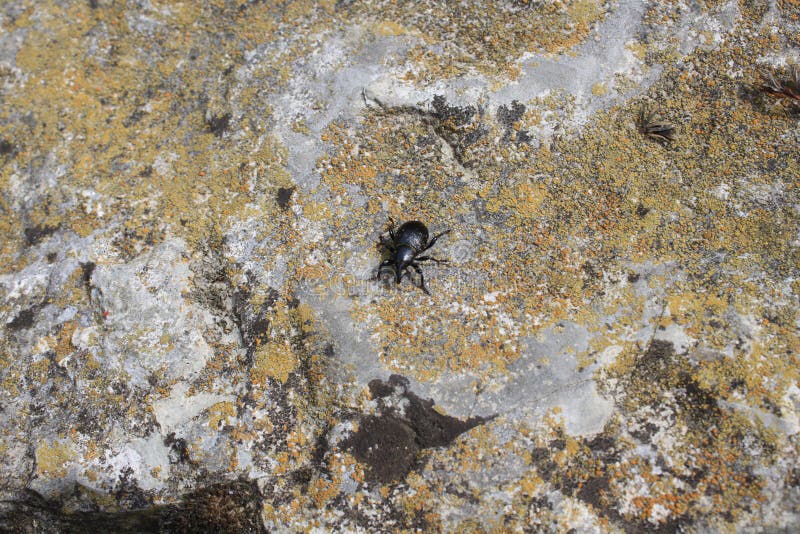 Black weevil on a stone stock image. Image of natural - 152807819