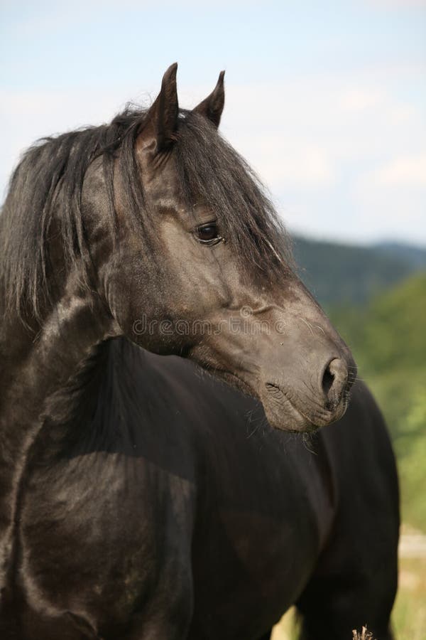 Gorgeous Brown Welsh Cob Jumping Stock Photo - Image of equine, mammal ...