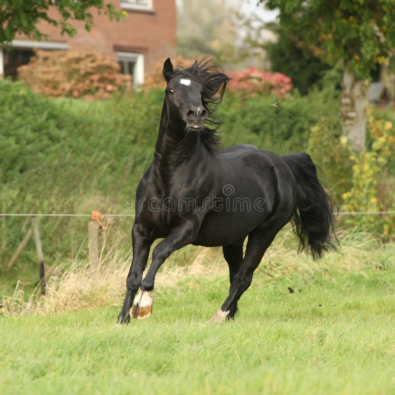 Black welsh mountain pony stock image. Image of grazing - 53757975