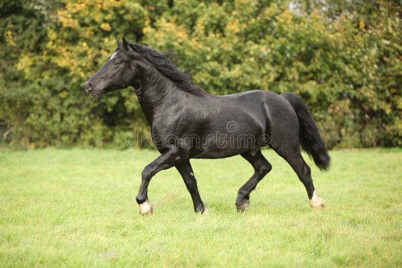 Black welsh mountain pony stock image. Image of grazing - 53757975