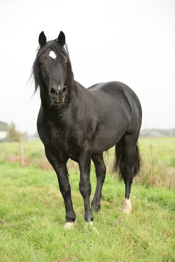 Black welsh cob stallion stock photo. Image of domestic - 30414224