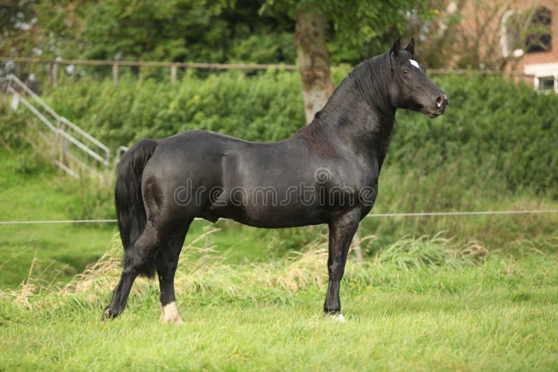Black welsh cob stallion stock image. Image of outside - 30414917